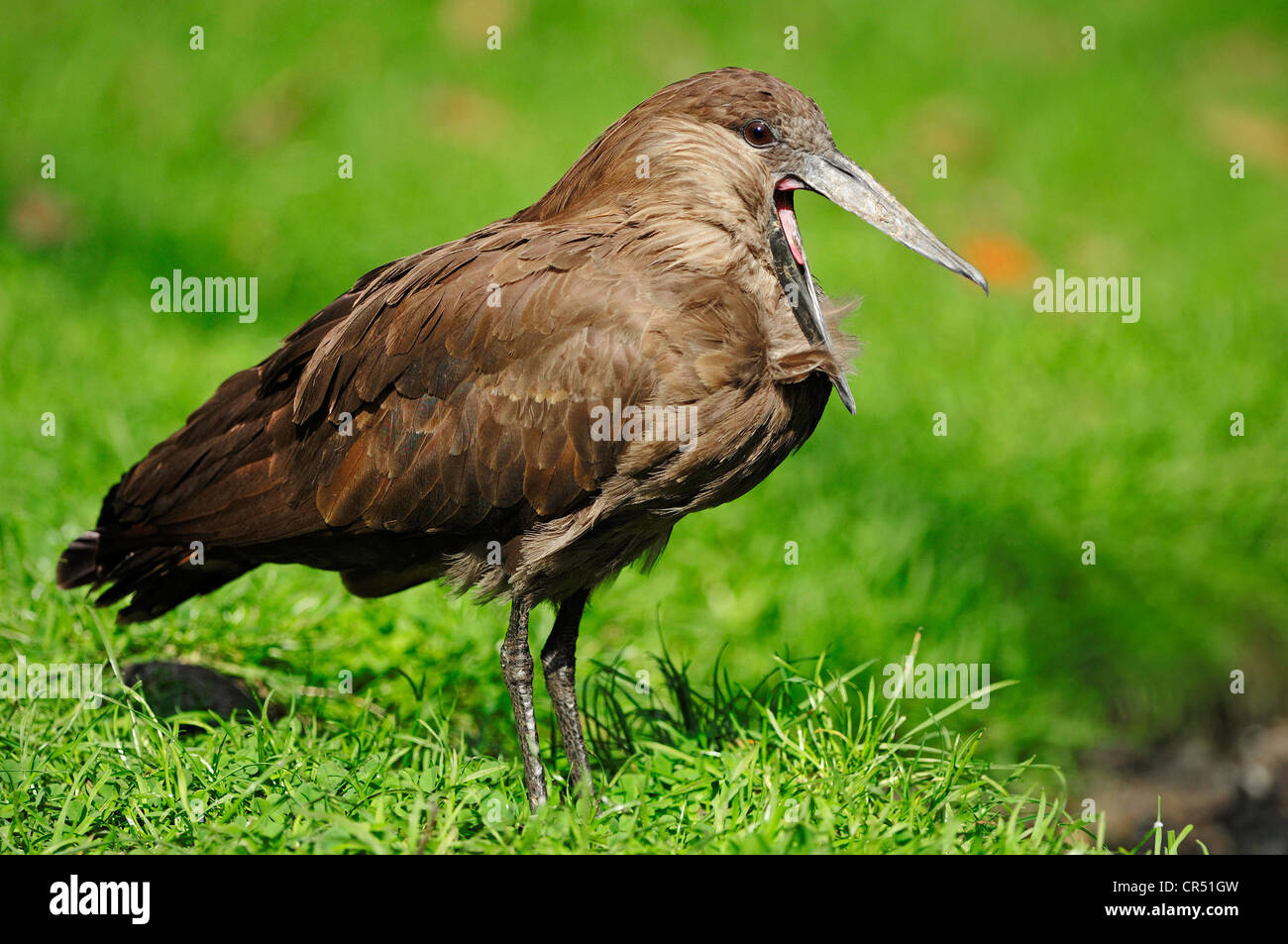 Hammercop, Hammerkop, Hammerhead Stork (Scopus umbretta), yawning ...
