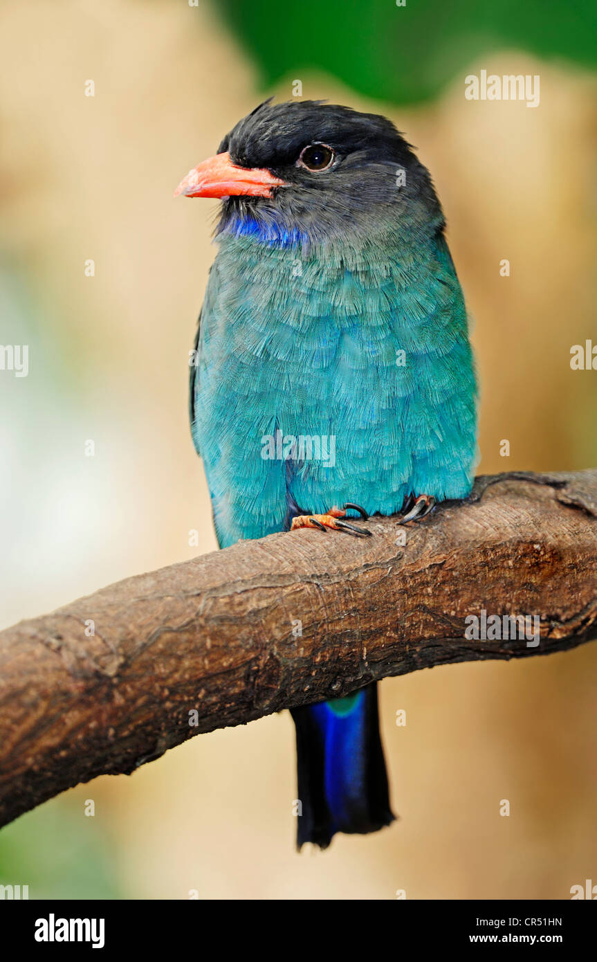Asian dollarbird hi-res stock photography and images - Alamy
