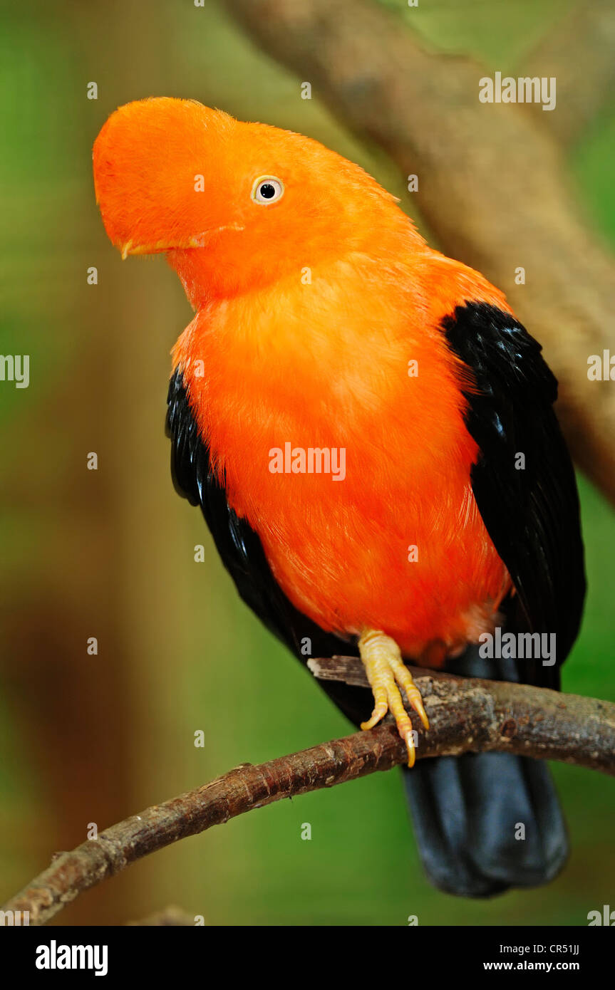 Andean Cock-of-the-rock (Rupicola peruviana, Rupicola peruvianus), male ...