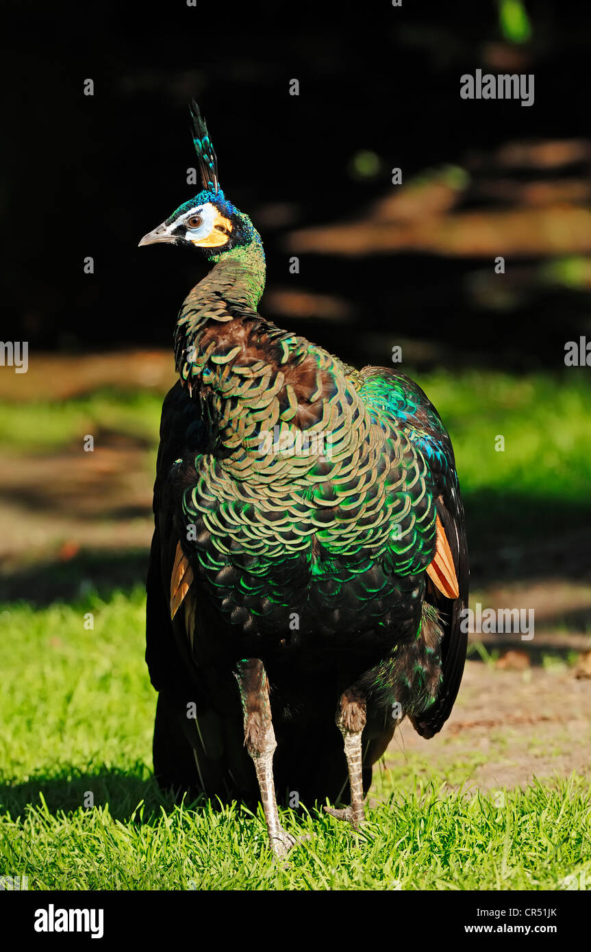 Green Peafowl (Pavo muticus), male, Asian species, captive, North Rhine ...