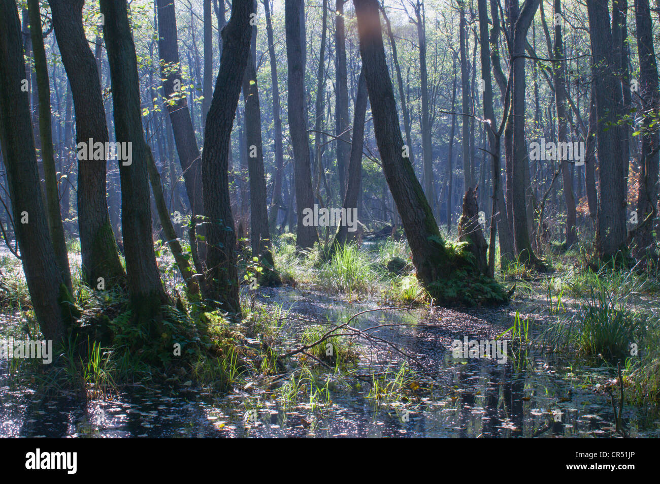 Marshland forest with alder trees (Alnus glutinosa), Darss, Mecklenburg ...