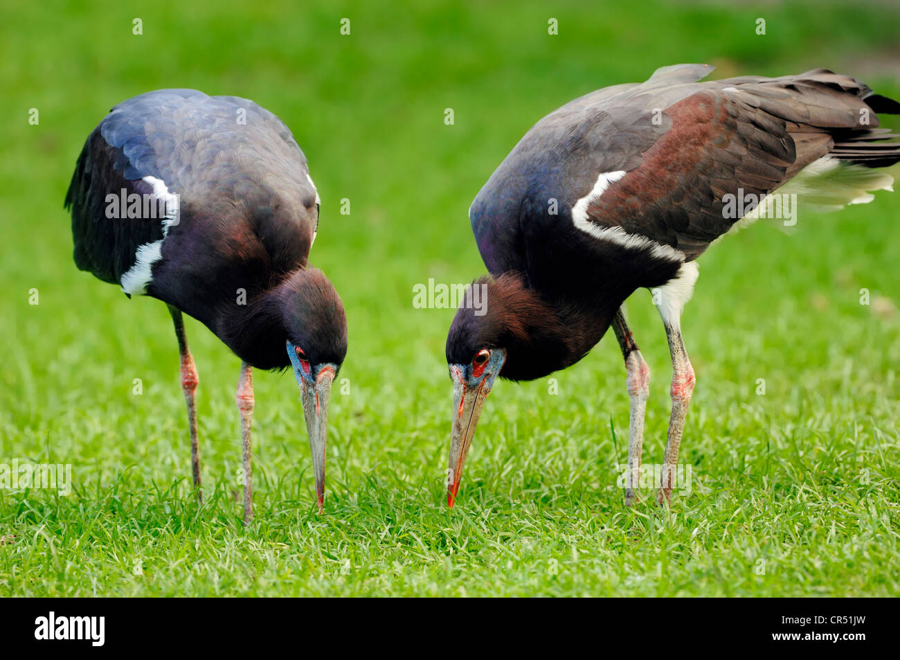 African stork daylight wildlife photo hi-res stock photography and ...