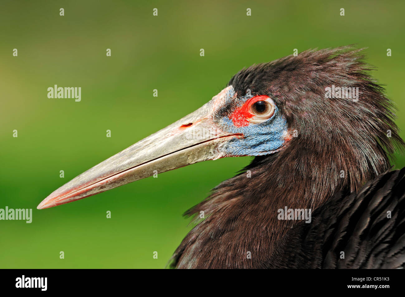 Abdim's Stork or White-Bellied Stork (Ciconia abdimii), portrait ...