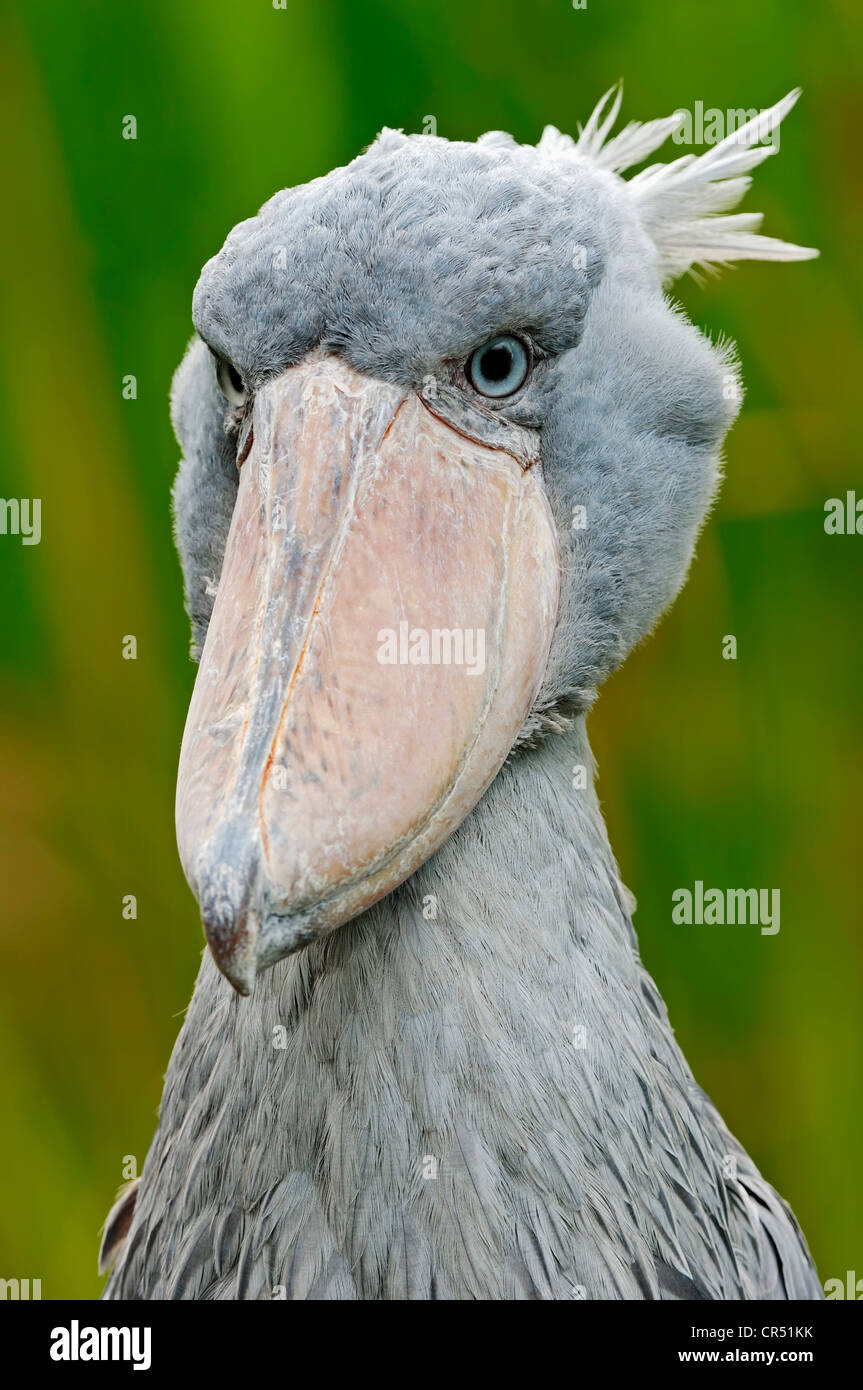 Shoebill stork wild hi-res stock photography and images - Alamy