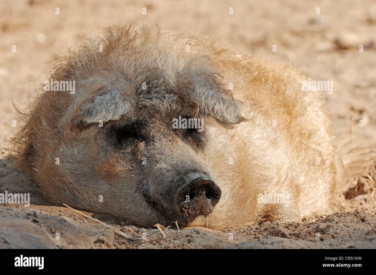 Mangalica Pig, Mangalitza Pig, Woolly Pig (Sus scrofa domestica ...