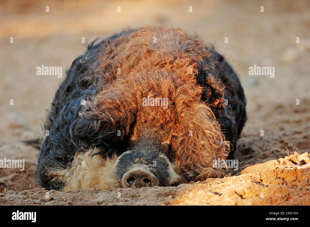 Mangalica Pig / Mangalitza Pig, Woolly Pig Stock Photo - Alamy