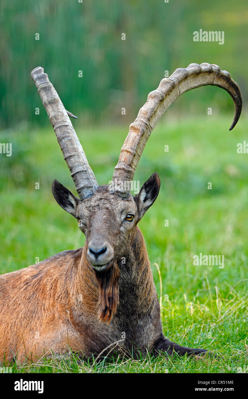 Siberian Ibex or Common Ibex (Capra ibex sibirica), male, Asian species ...