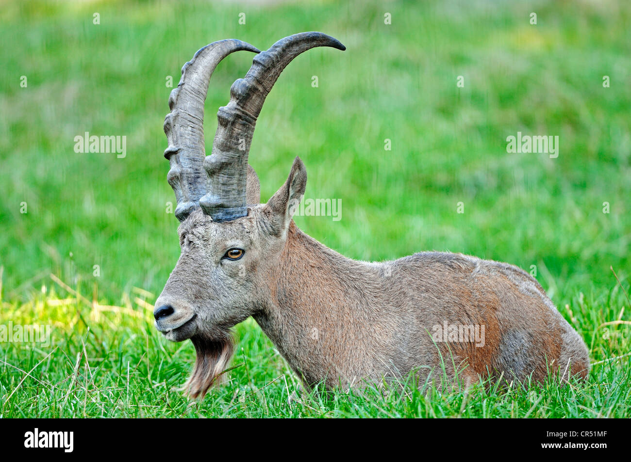 Asian ibex hi-res stock photography and images - Alamy