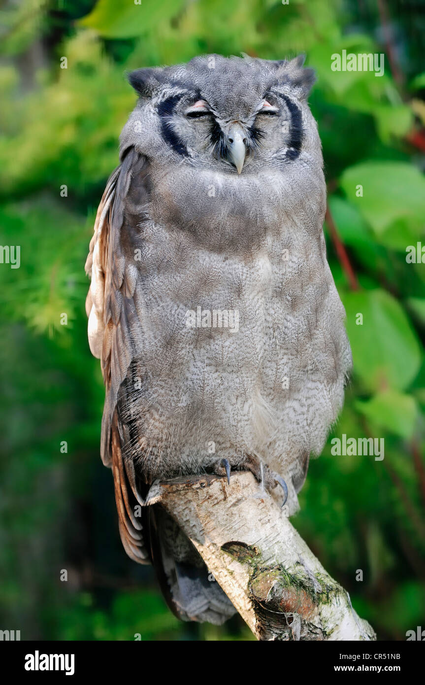 Giant Eagle Owl, Verraux's Eagle Owl (Bubo lacteus), African species ...