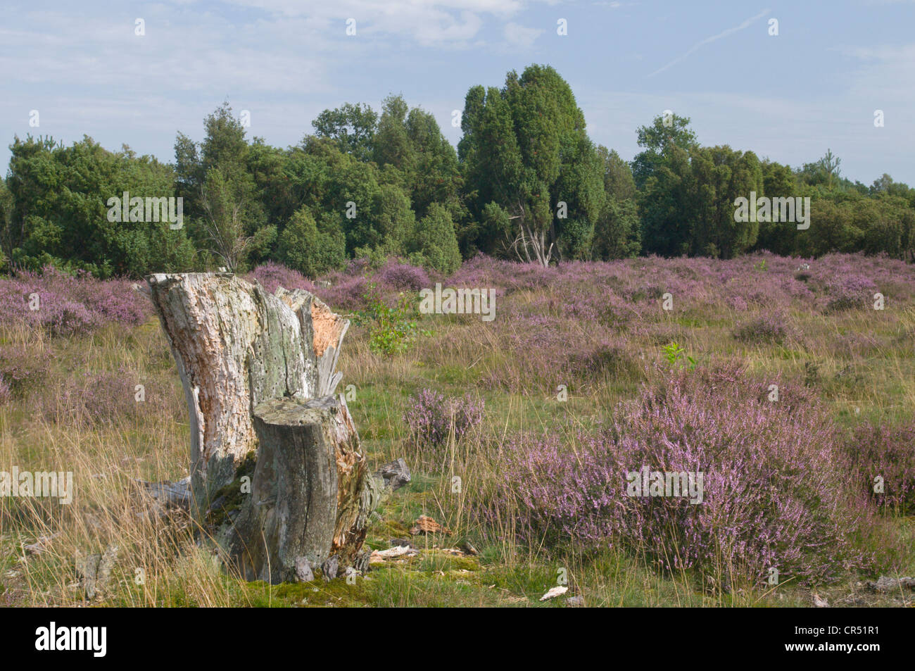 Juniper trees (Juniperus communis), Emsland, Lower Saxony, Germany ...