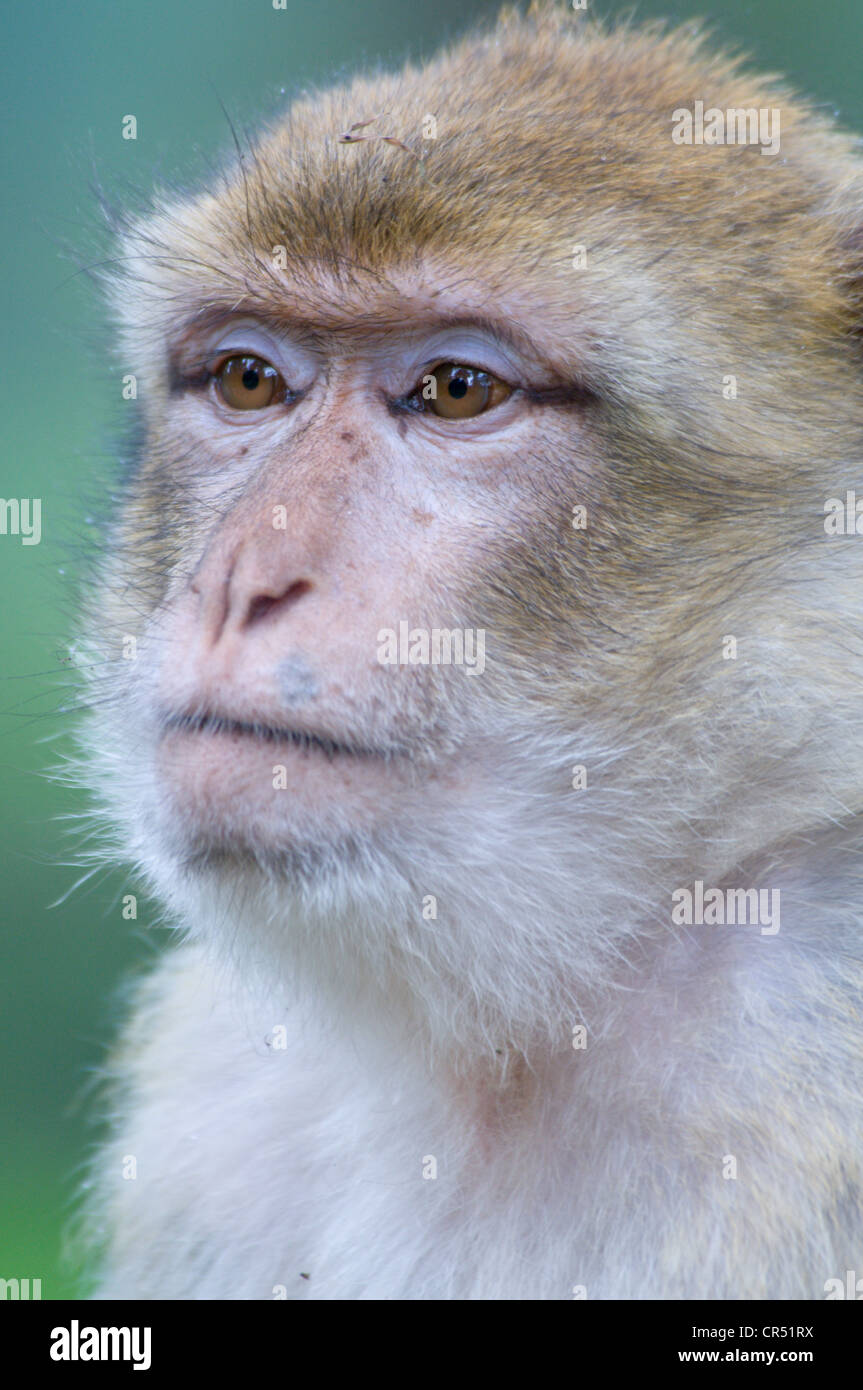 Barbary Macaque (Macaca sylvanus), portrait, Naturzoo Rheine zoo, North ...
