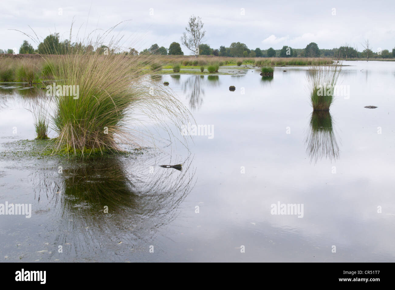 Reconstructed marsh, Bargerveen, Holland, Netherlands, Europe Stock ...