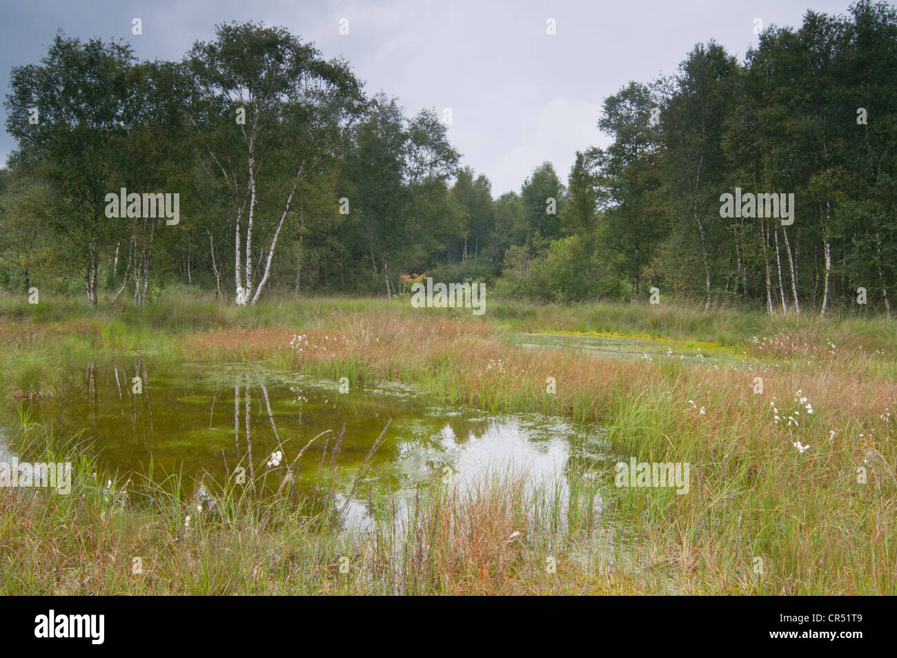 Bog bodies hi-res stock photography and images - Alamy