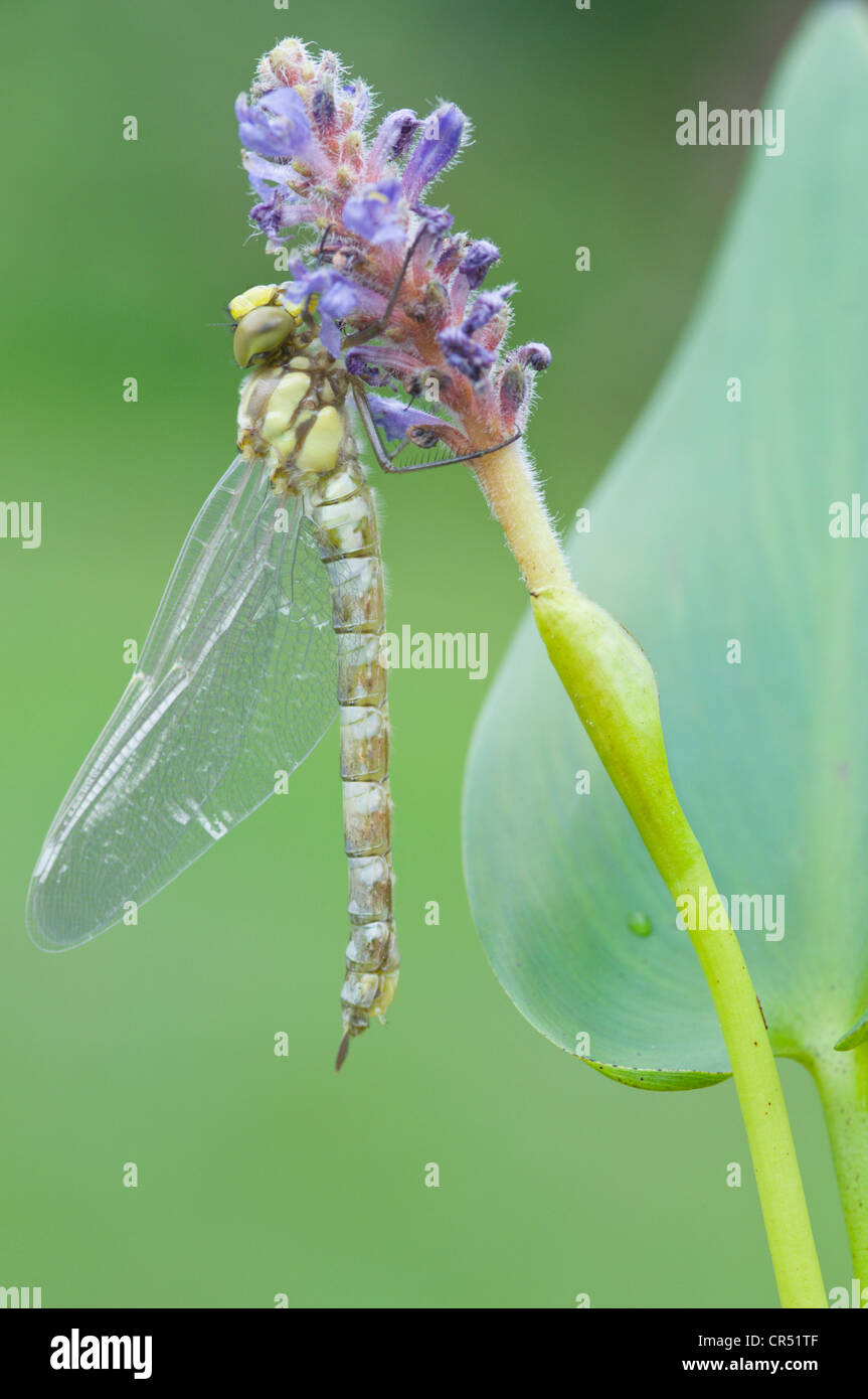 Newly emerged Southern Hawker or Blue Darner (Aeshna cyanea), Haren ...