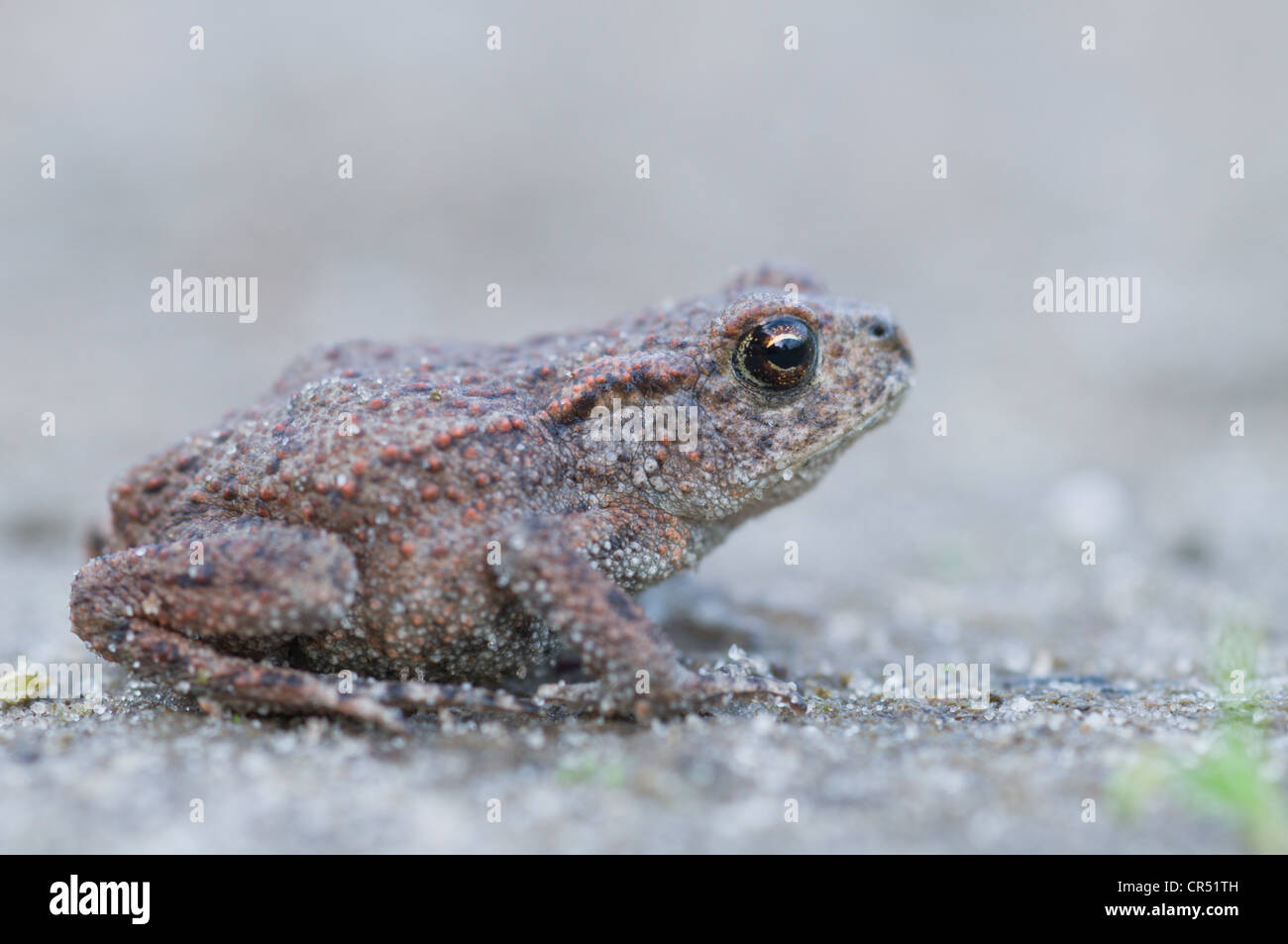Young Common Toad (Bufo bufo), Bargerveen, Holland, The Netherlands ...