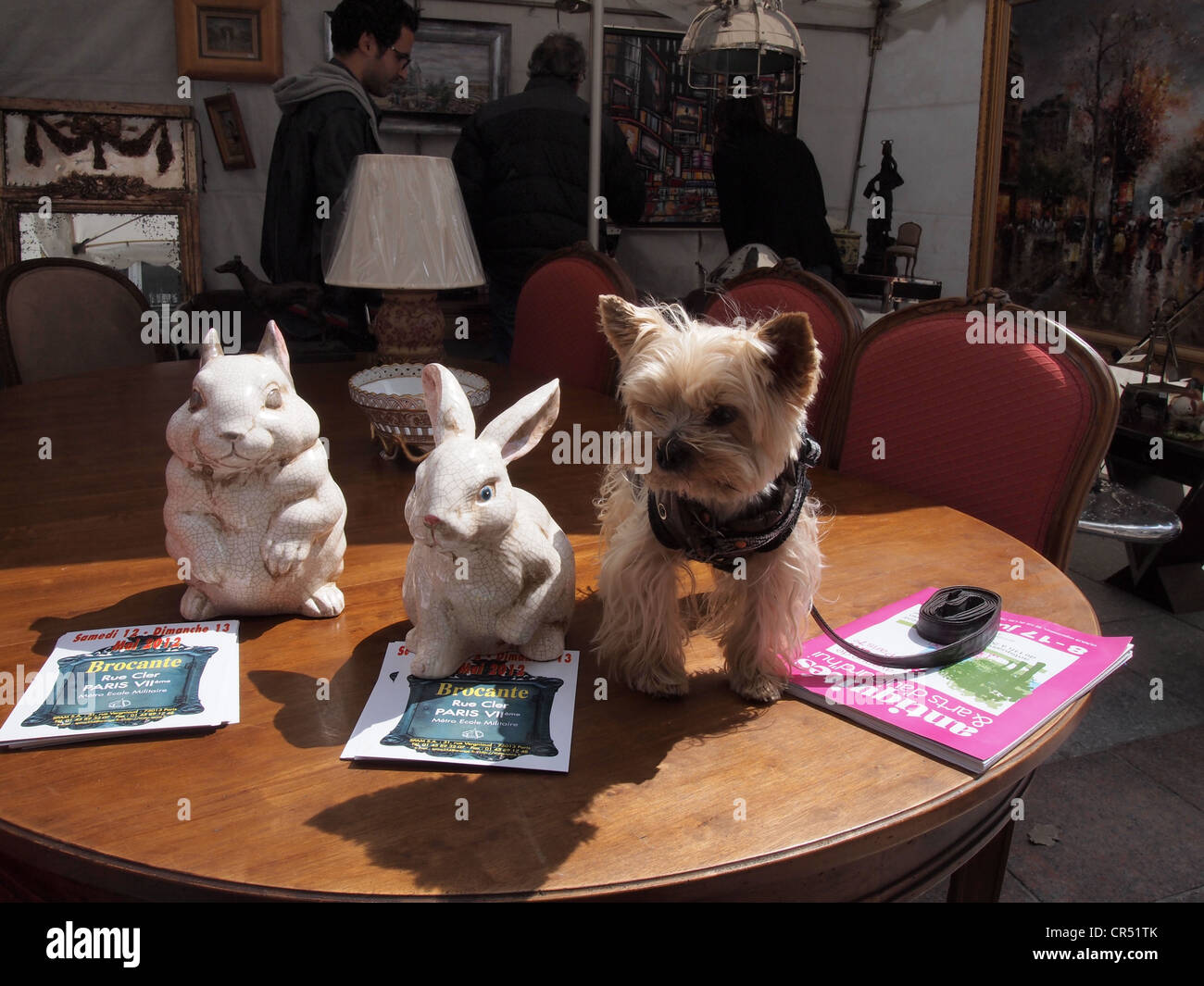 Yorkshire Terrier is placed on a table while its owner shops on Rue ...