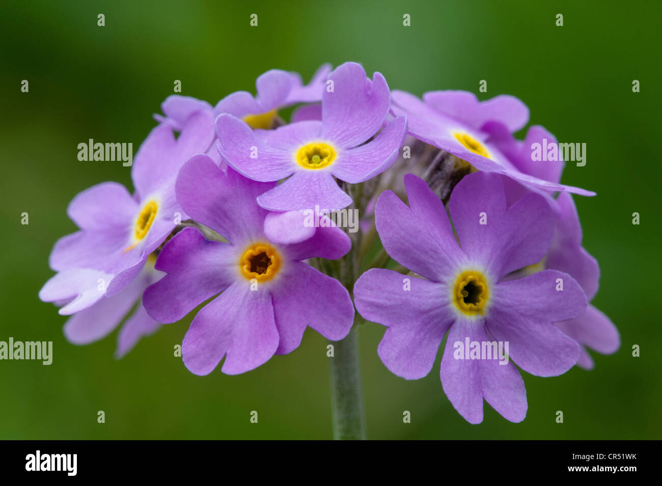 Lilac pink bird’s eye primrose uk hi-res stock photography and images ...