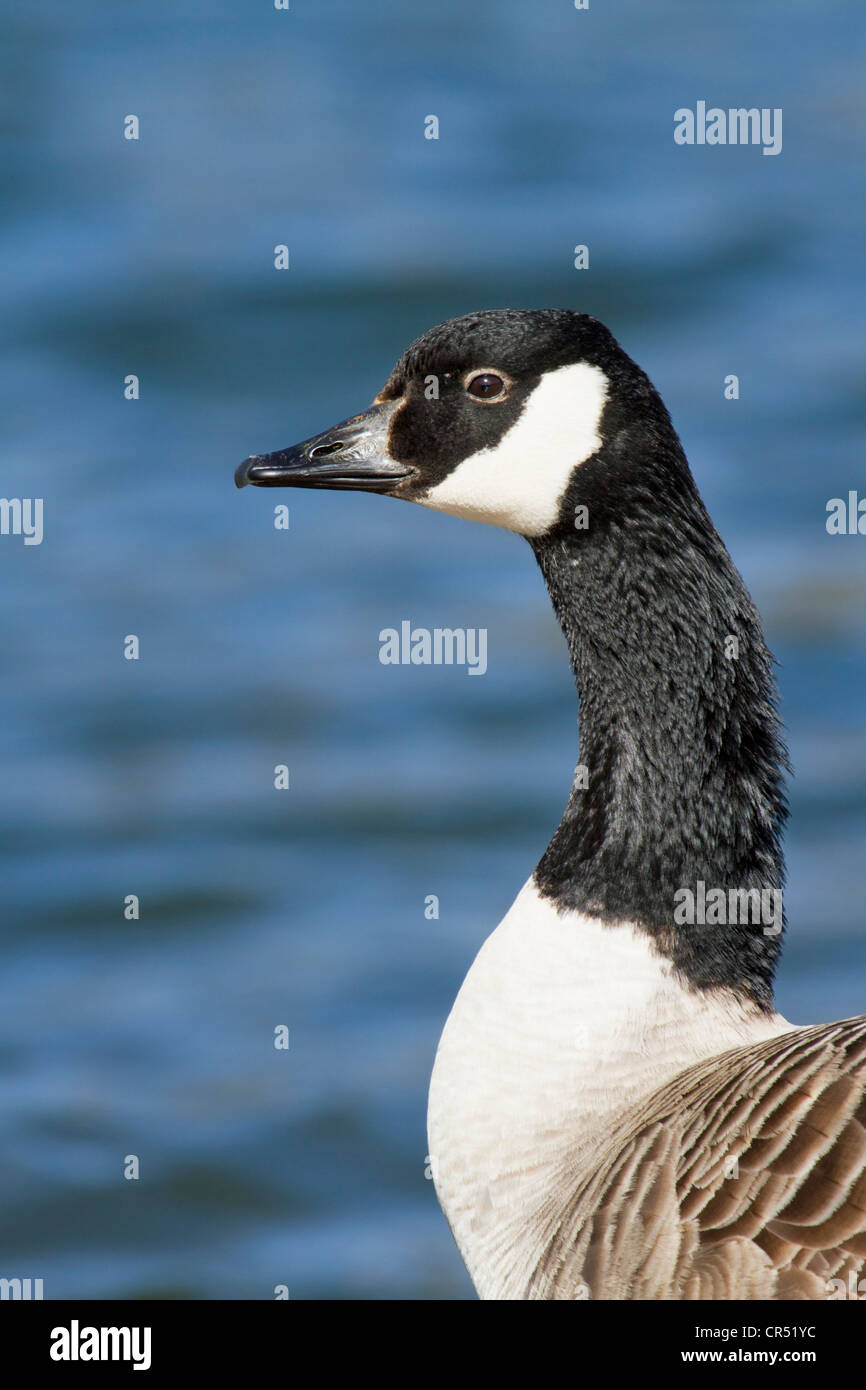 Portrait of a Canadian Goose Stock Photo - Alamy