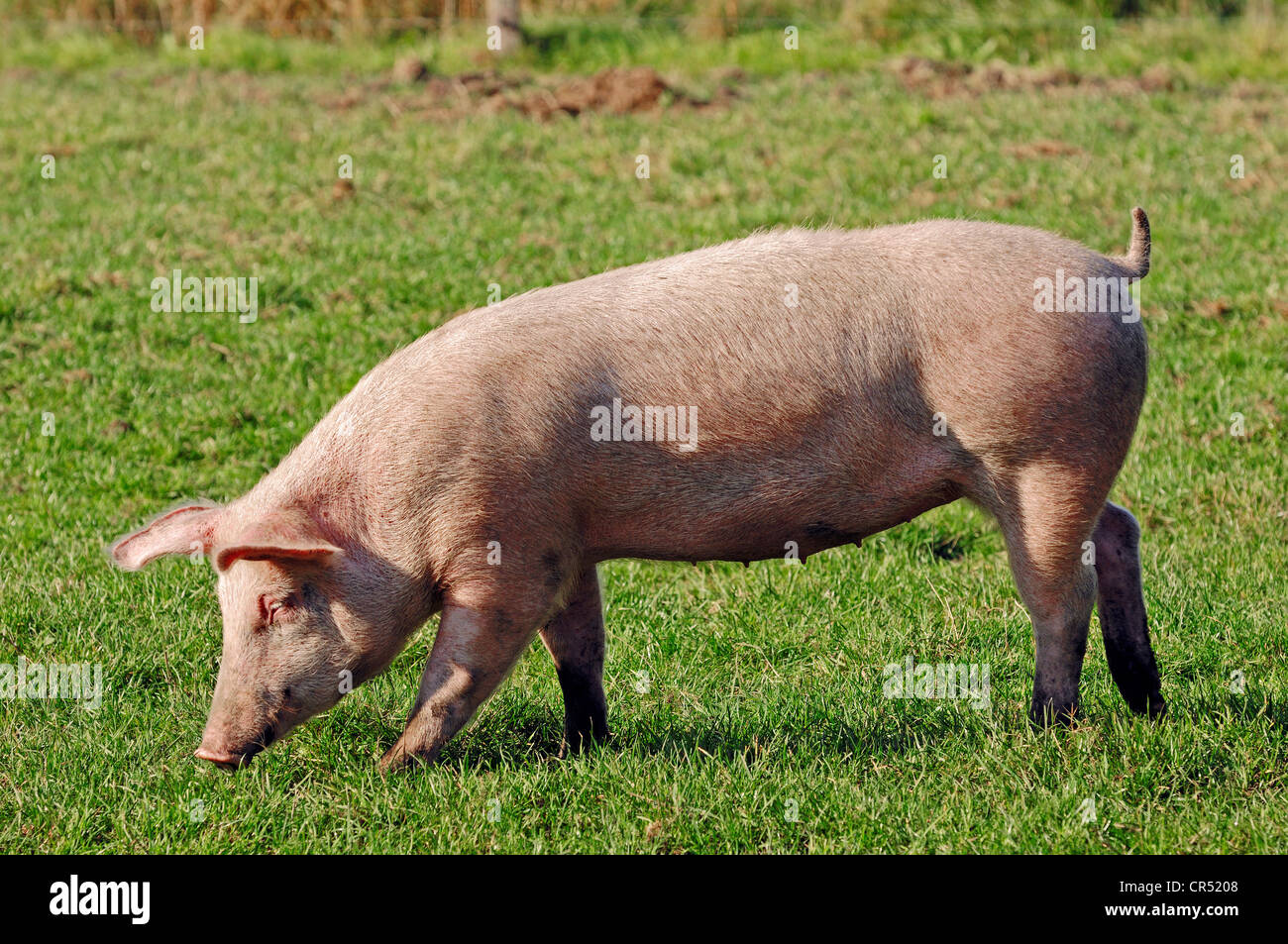 Free domestic animal photos hi-res stock photography and images - Alamy