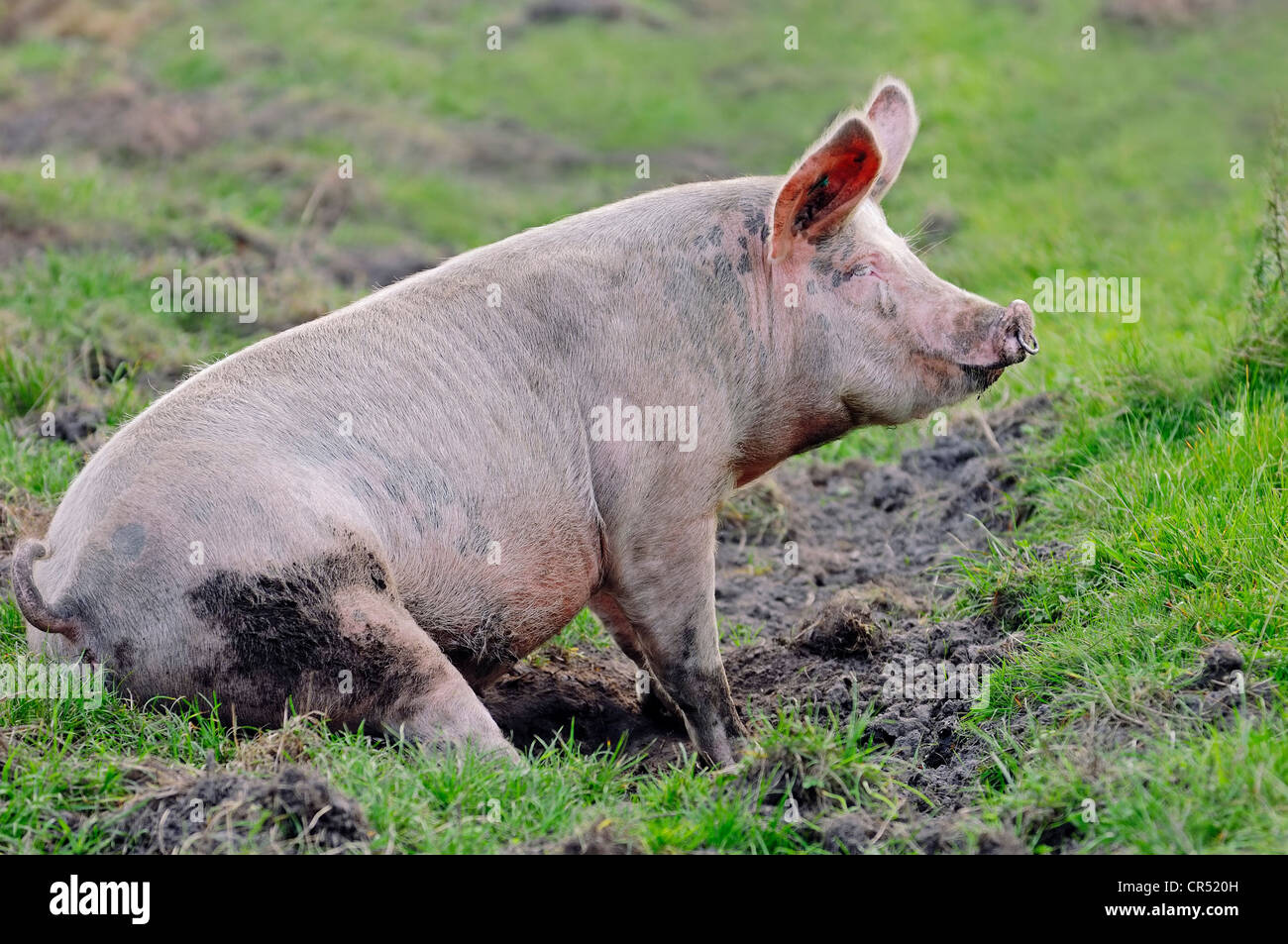 Free domestic animal photos hi-res stock photography and images - Alamy