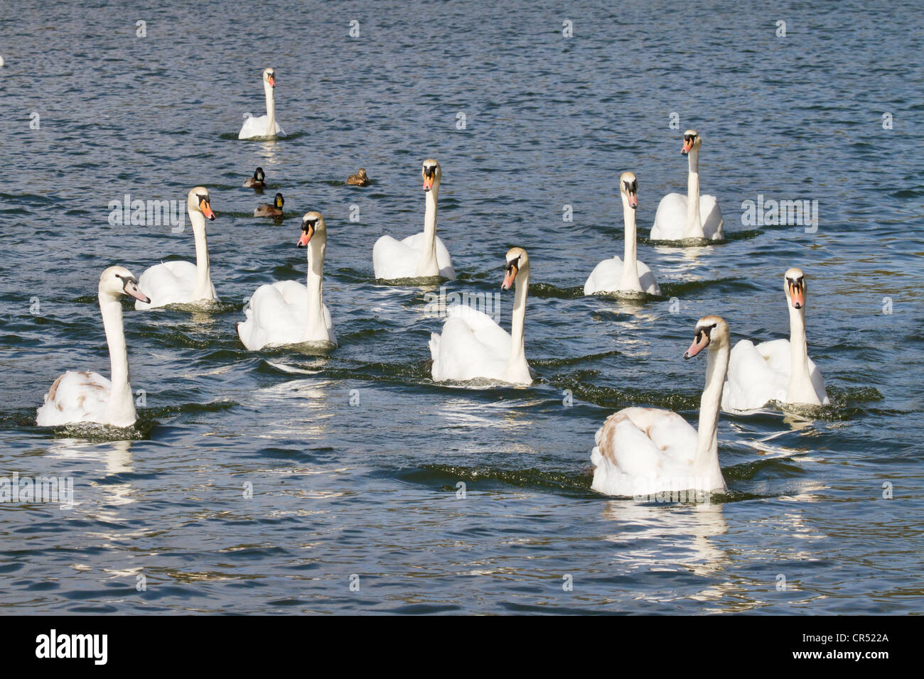 Group of white swans swimming hi-res stock photography and images - Alamy