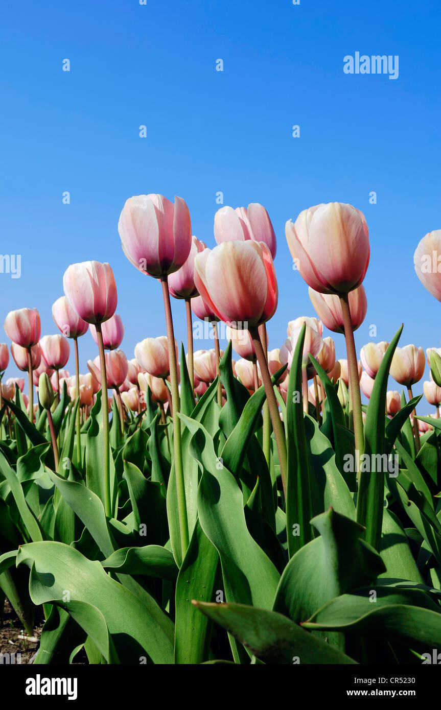 Tulips (Tulipa sp.), Lisse, South Holland, Holland, Netherlands, Europe ...
