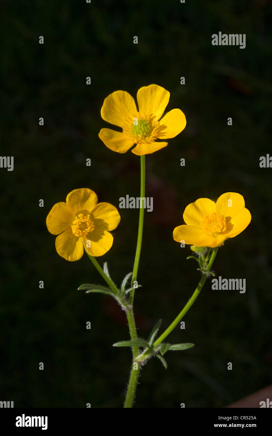 Buttercups hi-res stock photography and images - Alamy