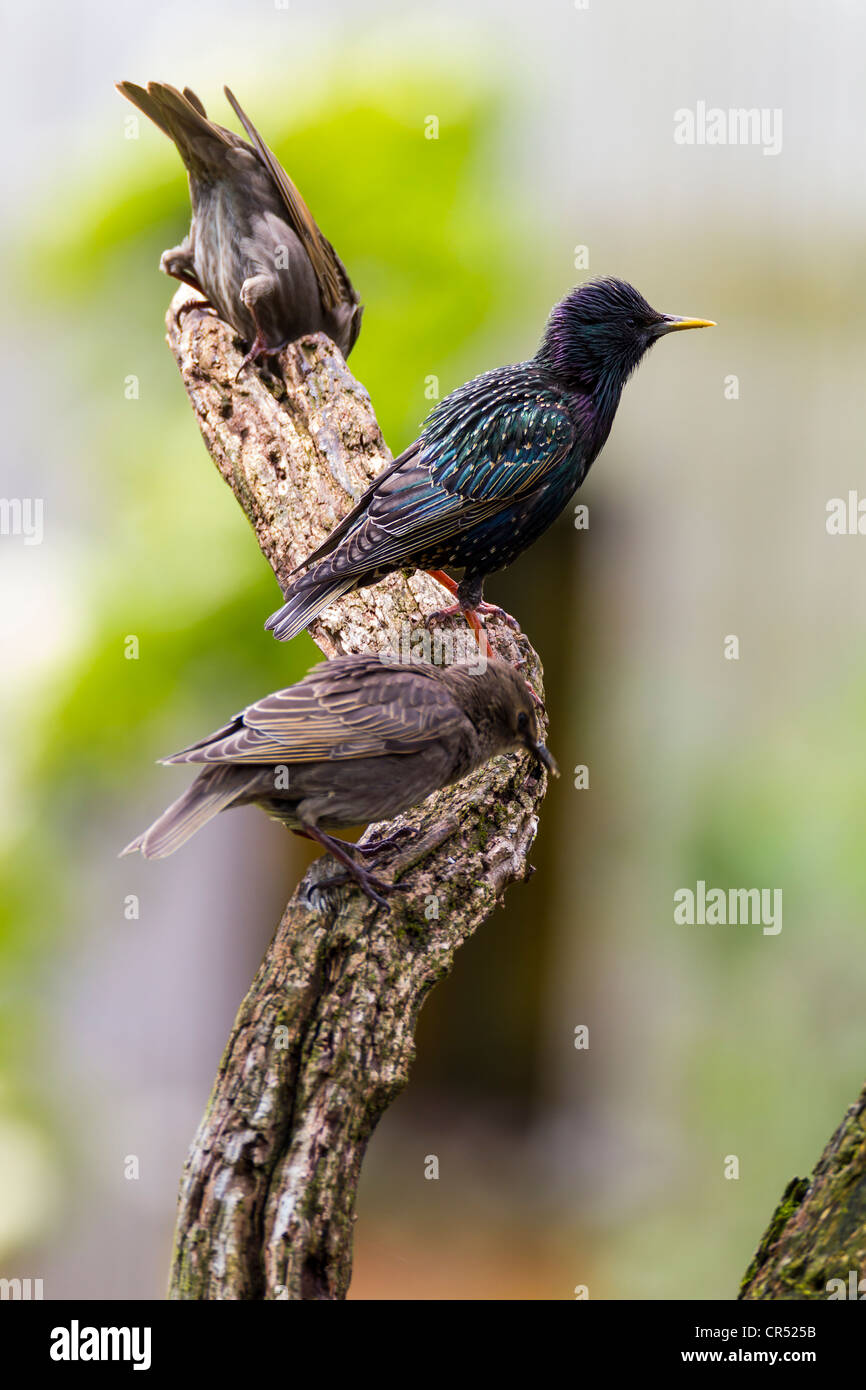 Sturnus vulgaris hi-res stock photography and images - Alamy