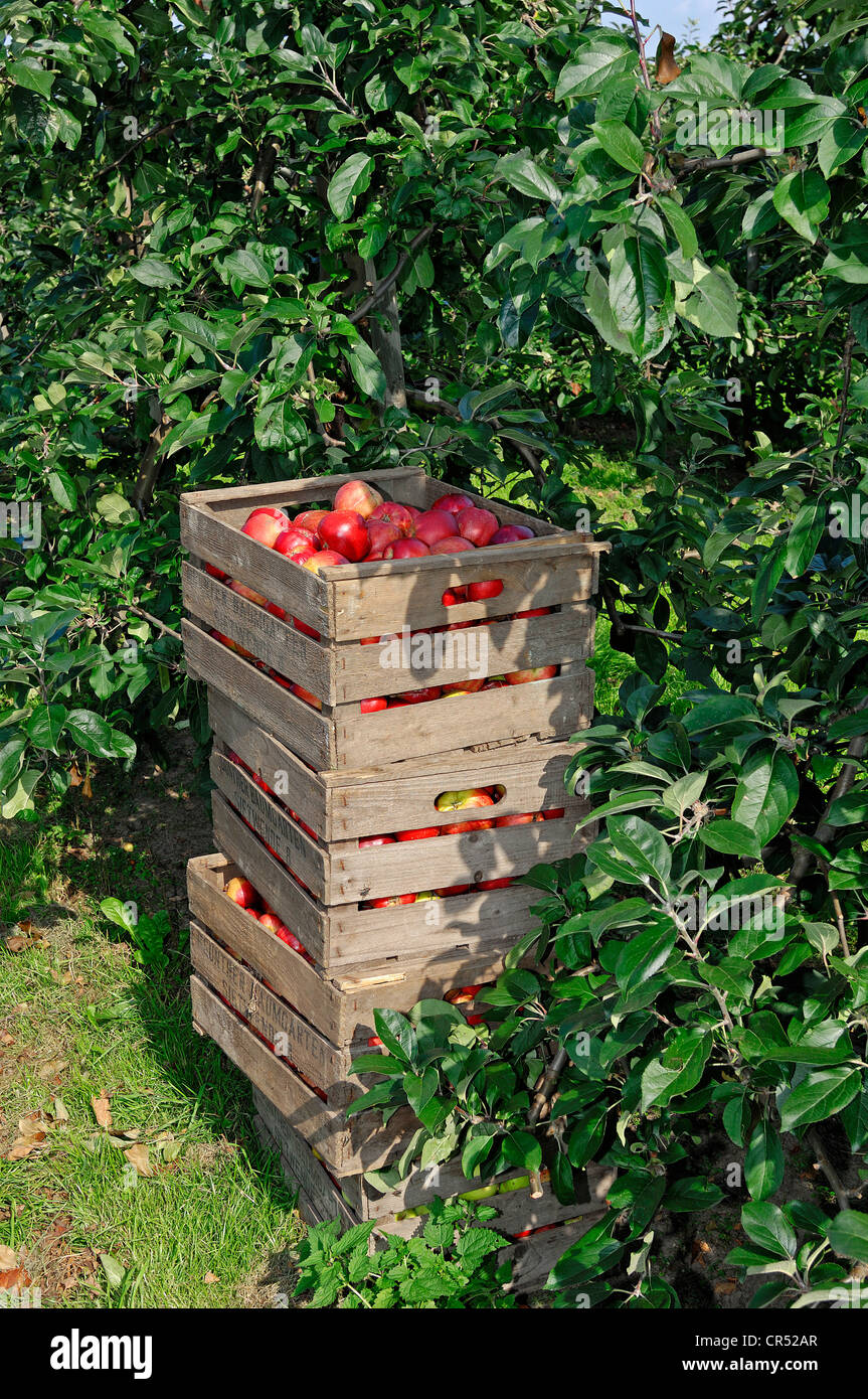 Apples (Malus domestica) in boxes at an apple tree plantation, Altes ...