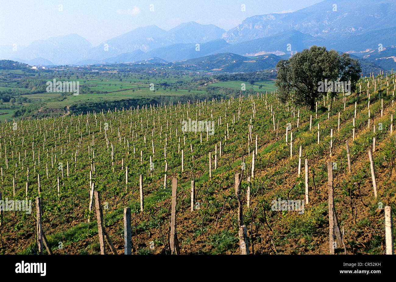 Albania, Tirana Prefecture, Loundra, vineyard of Albania Stock Photo ...