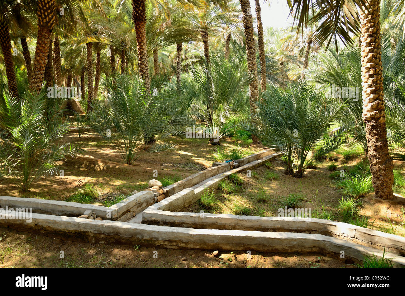 Palm park with water canals in the Al Ain oasis, Unesco World Heritage ...