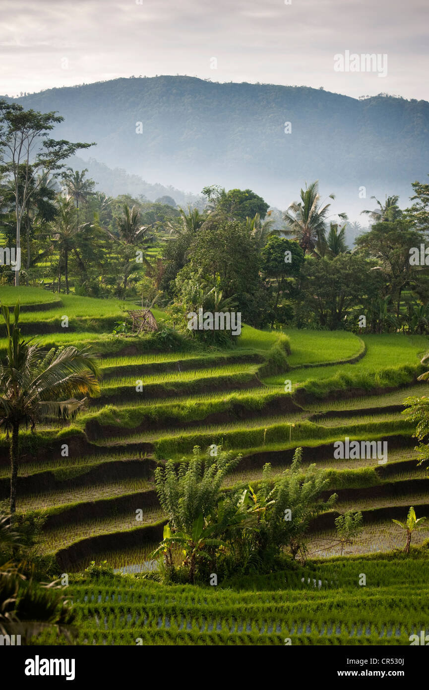 The beautiful and dramatic rice terraces of the Sidemen Valley in east ...