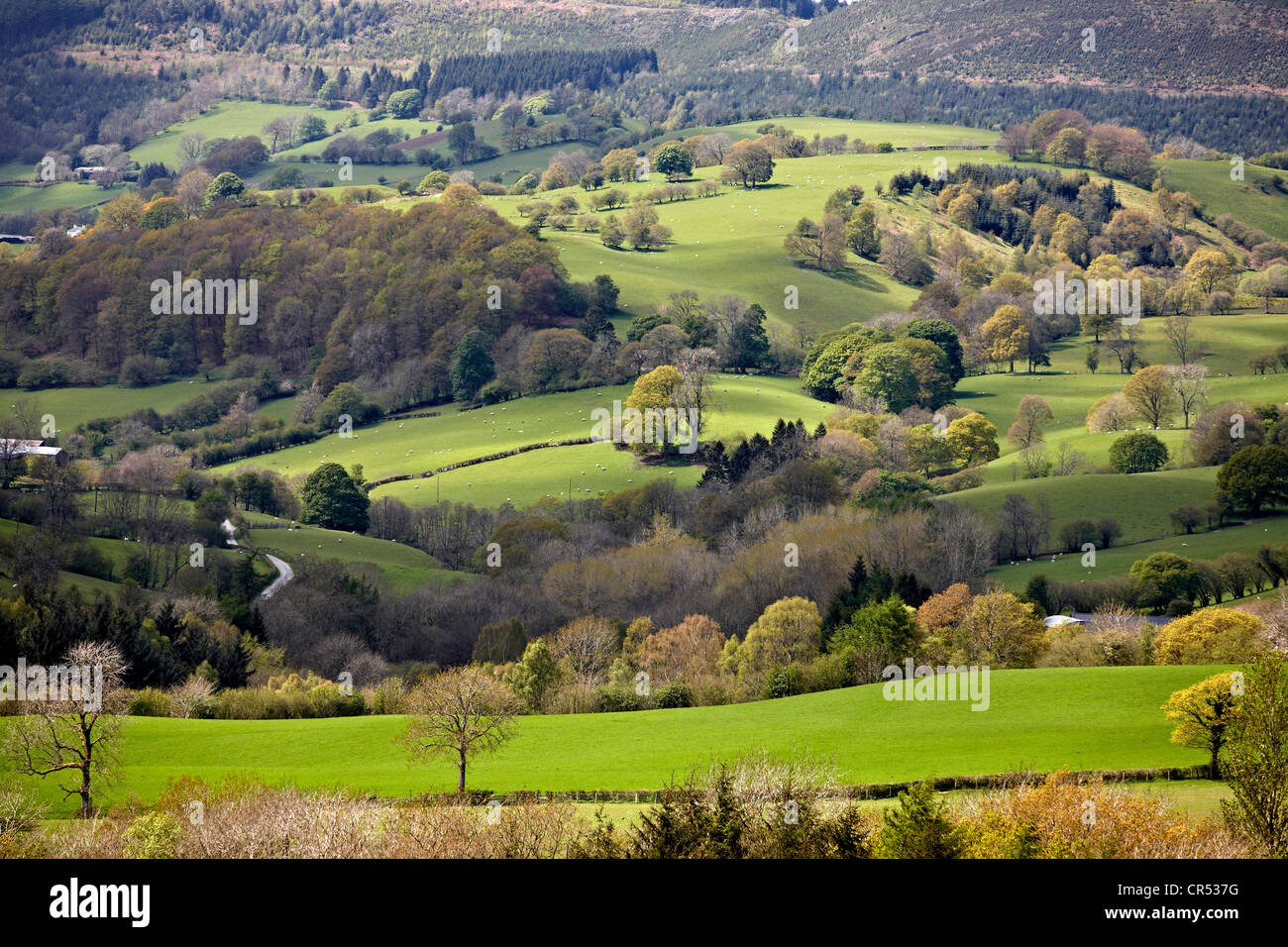 The Welsh countryside in summer near Llanfyllin, Powys Wales Stock ...