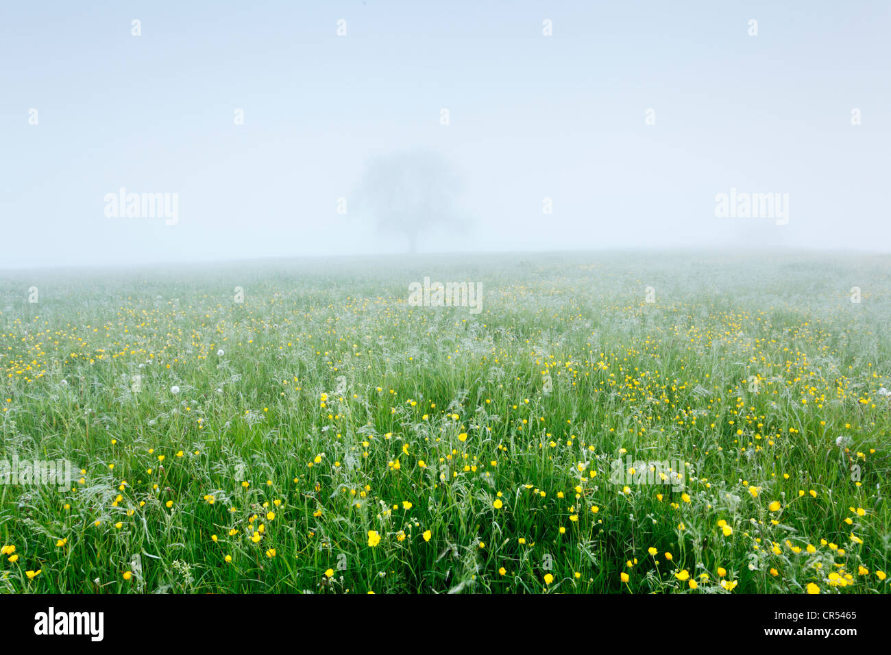 Misty Meadow in the Mendip Hills. Somerset. England. UK Stock Photo - Alamy