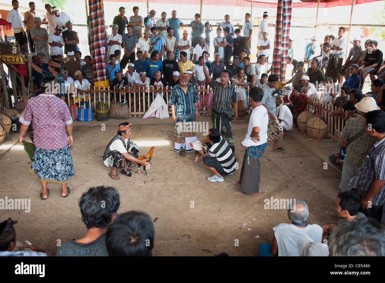 Cockfighting is a religious obligation at every Balinese temple ...