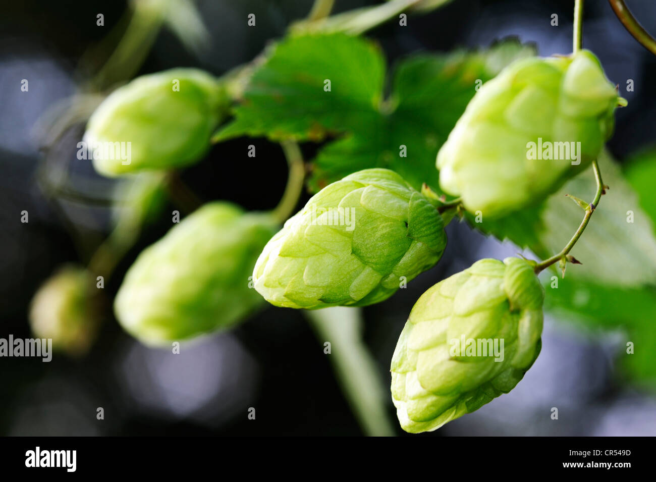Hop shoots hi-res stock photography and images - Alamy