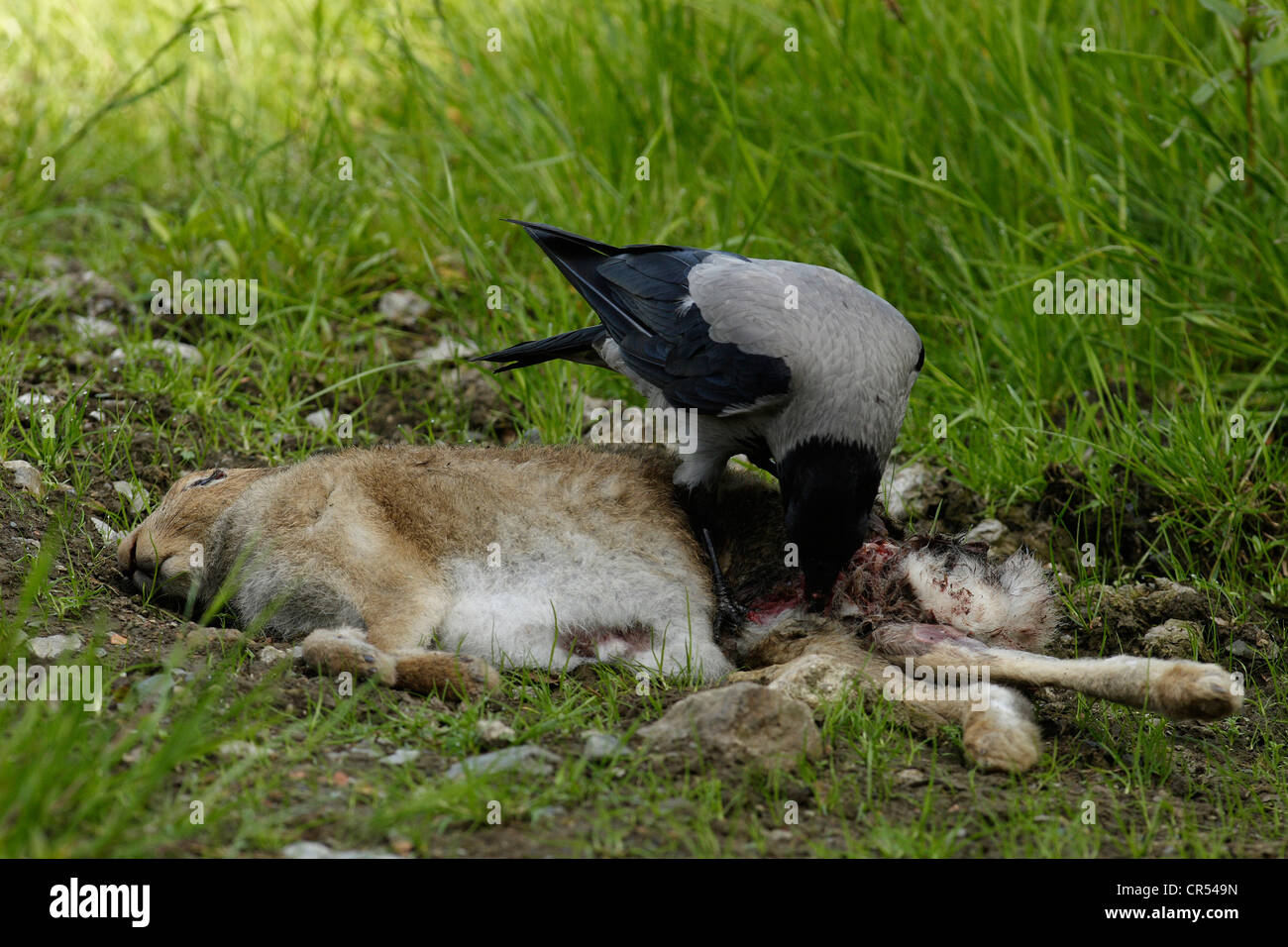 Hare and crow hi-res stock photography and images - Alamy