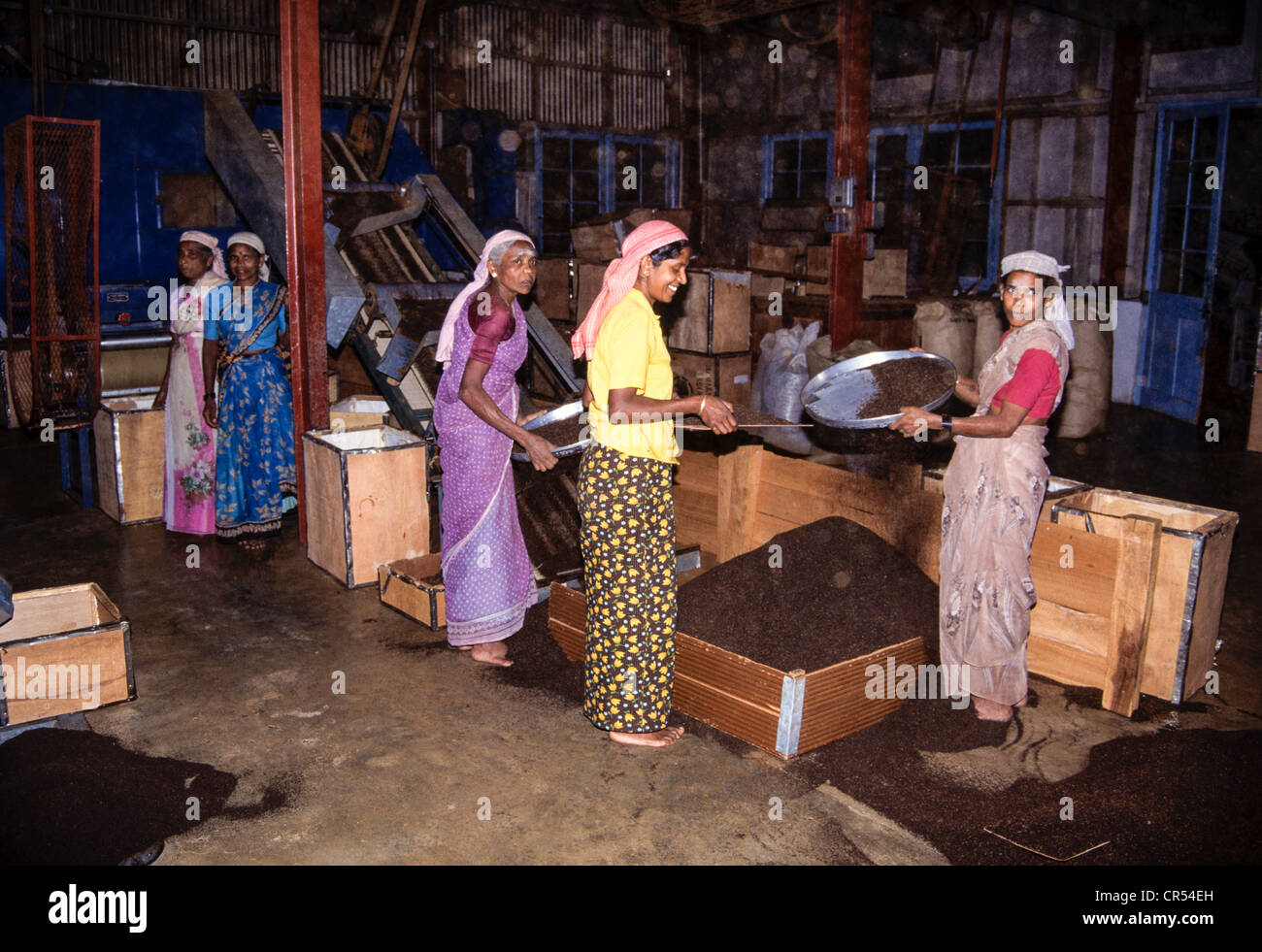 Woman sifting tea, Sri Lanka Stock Photo - Alamy