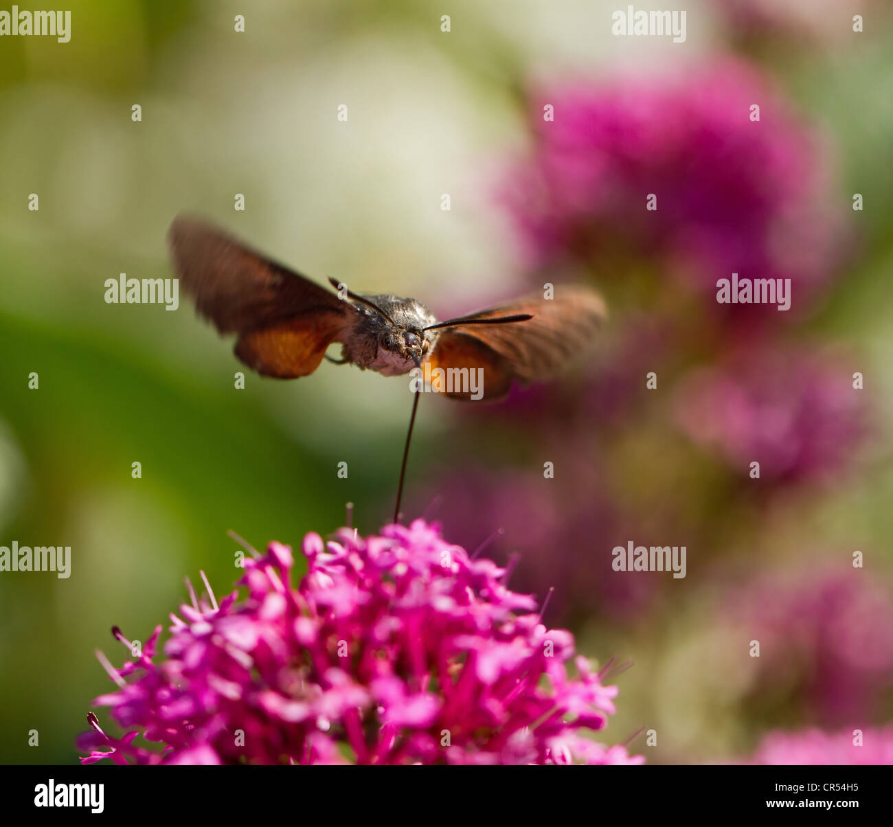 Hummingbird Hawk-moth nectaring whilst hovering by pink Valerian flower ...