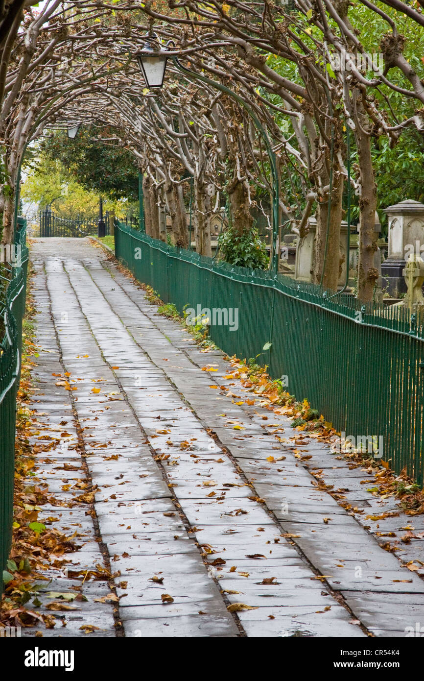 Pleached Lime (Tilia) trees provide arched cover over Birdcage Walk in ...