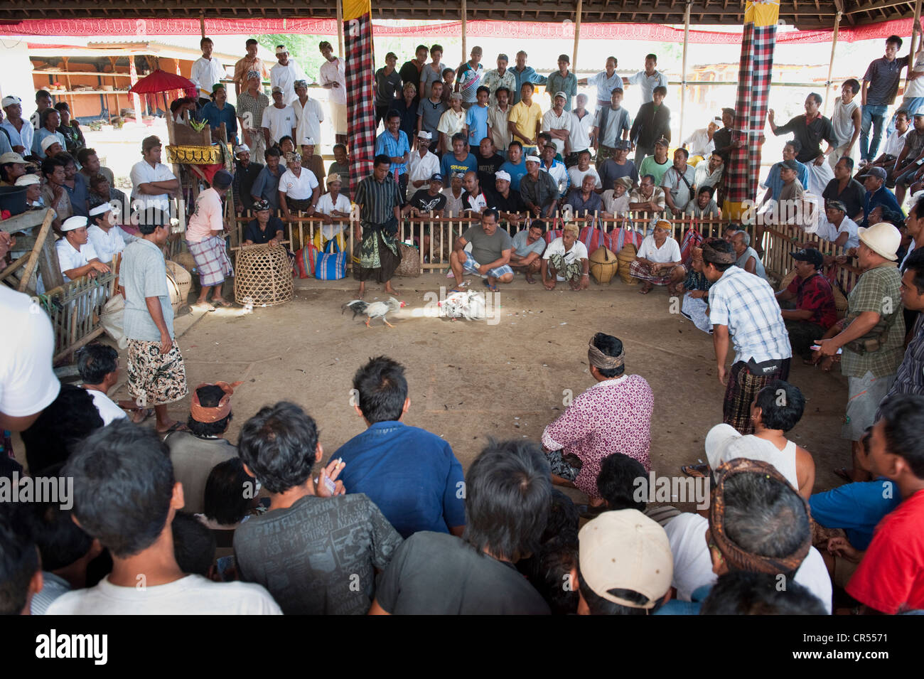 Cockfighting is a religious obligation at every Balinese temple ...