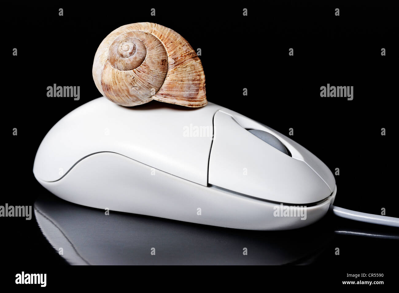 Computer mouse with a snail shell, symbolic image for two-tiered ...
