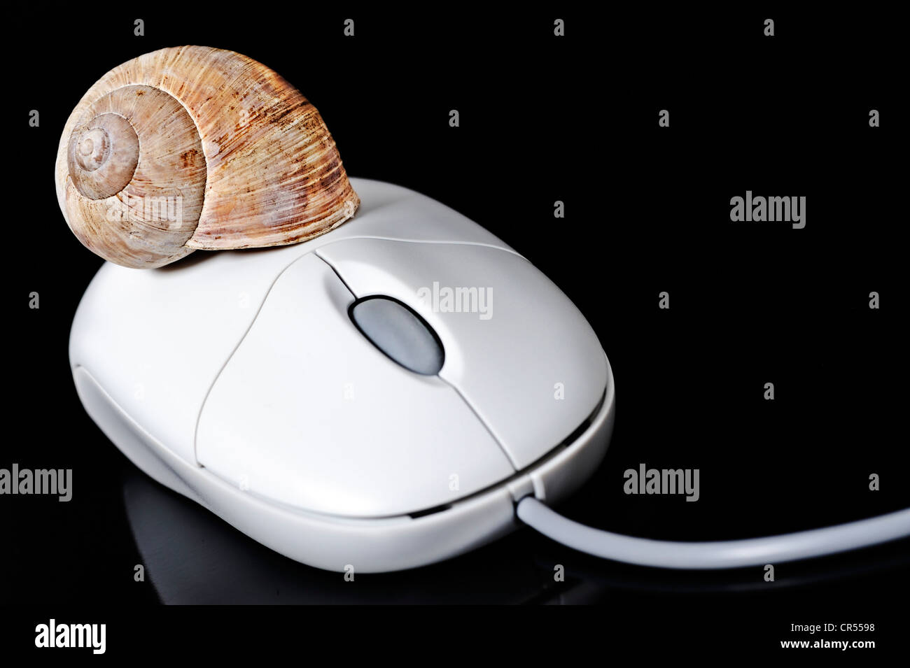 Computer mouse with a snail shell, symbolic image for two-tiered ...