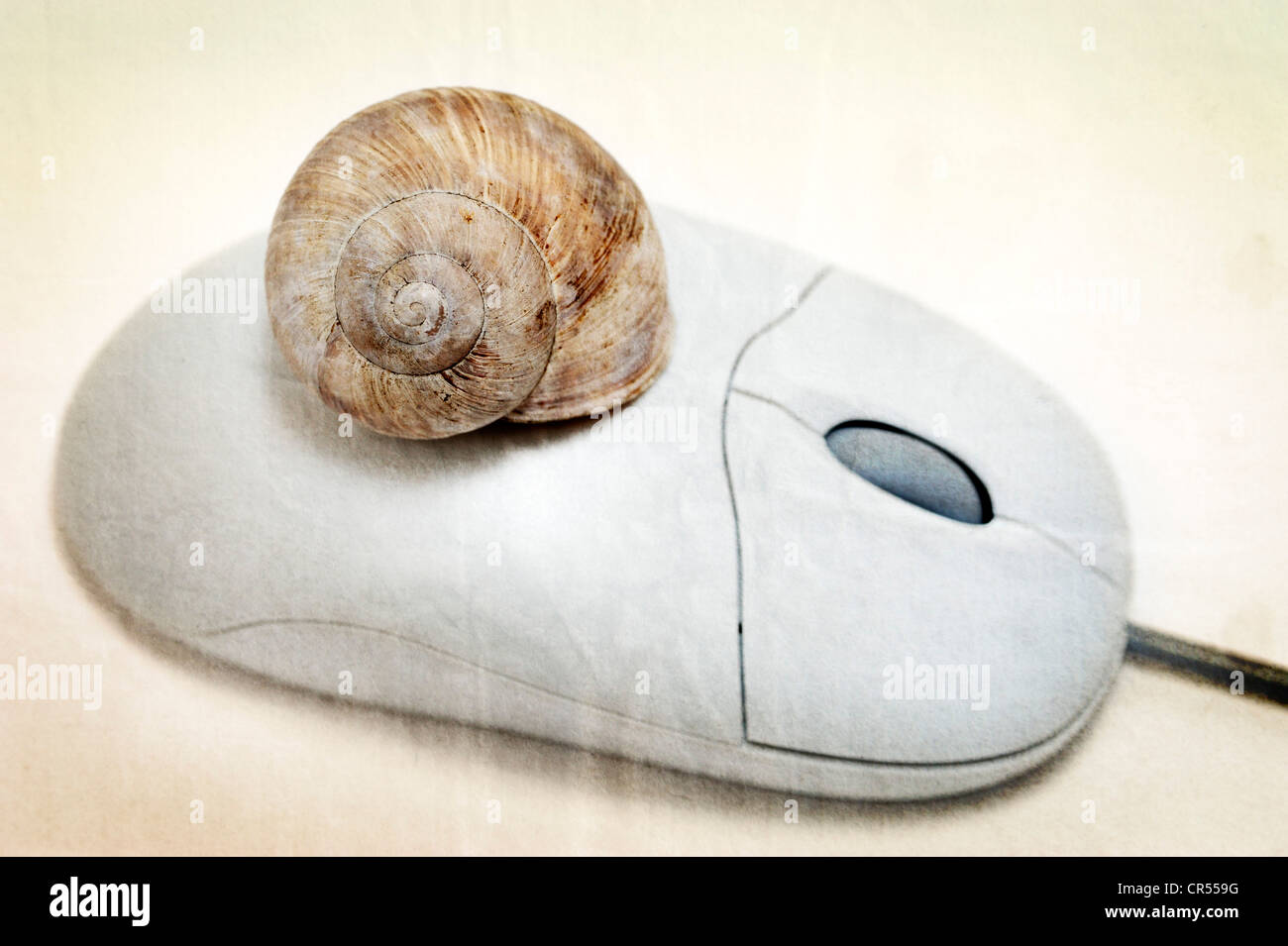 Computer mouse with a snail shell, symbolic image for two-tiered ...