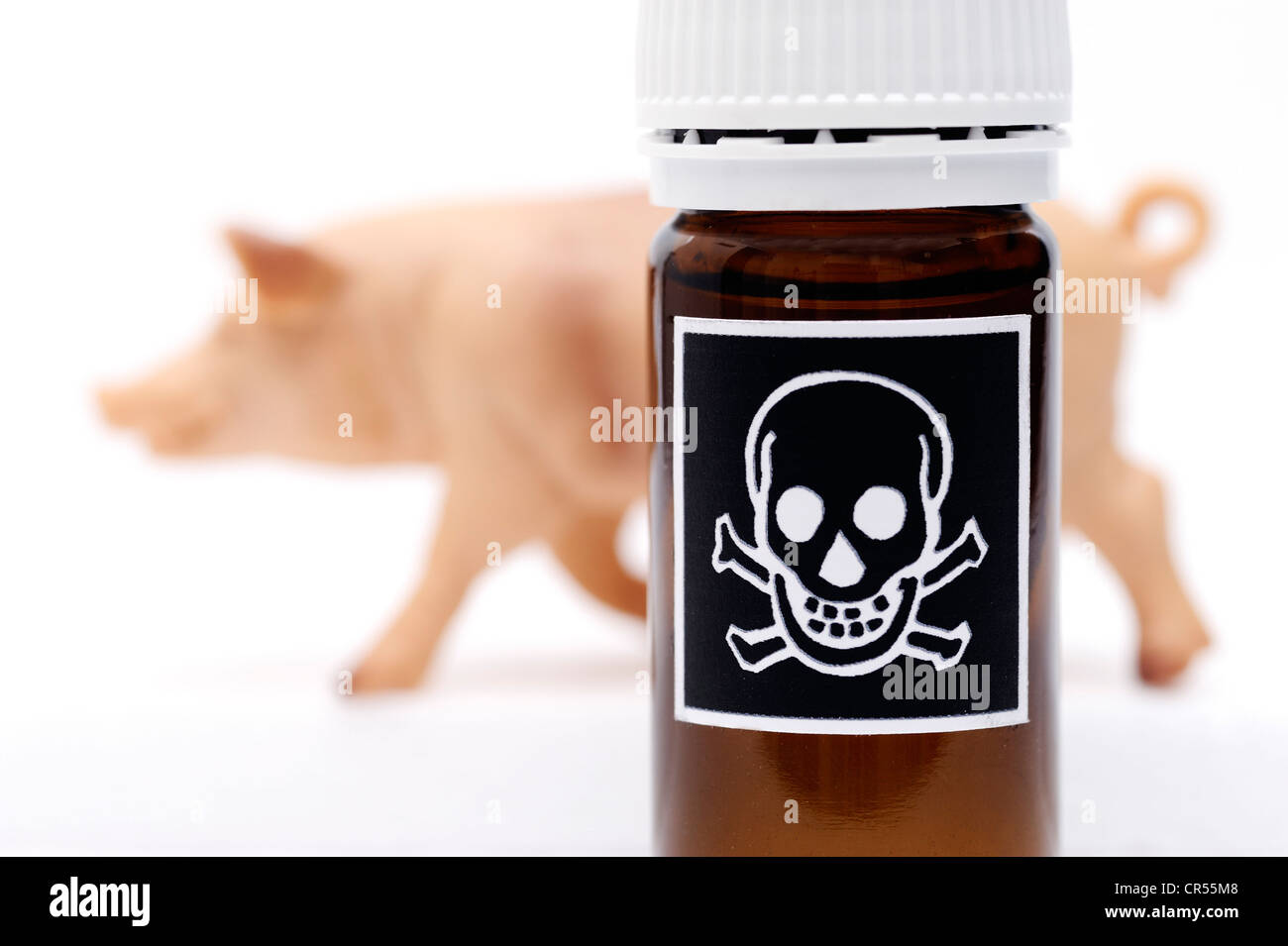 Miniature pig and a bottle with a poison symbol, symbolic image for ...