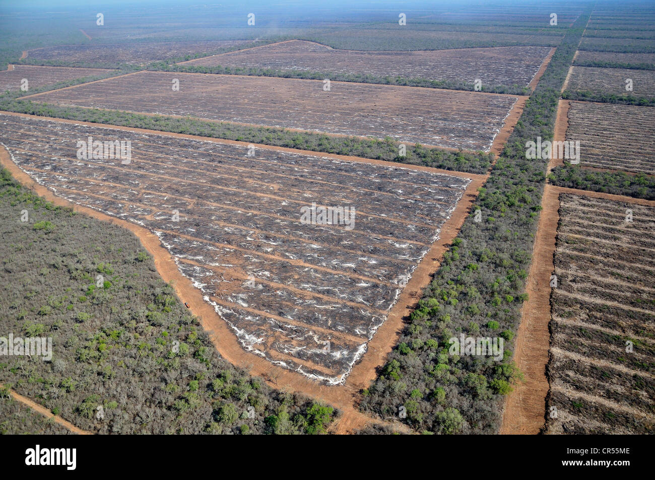 Aerial view, illegal fire clearing, trunks, branches and twigs of a ...