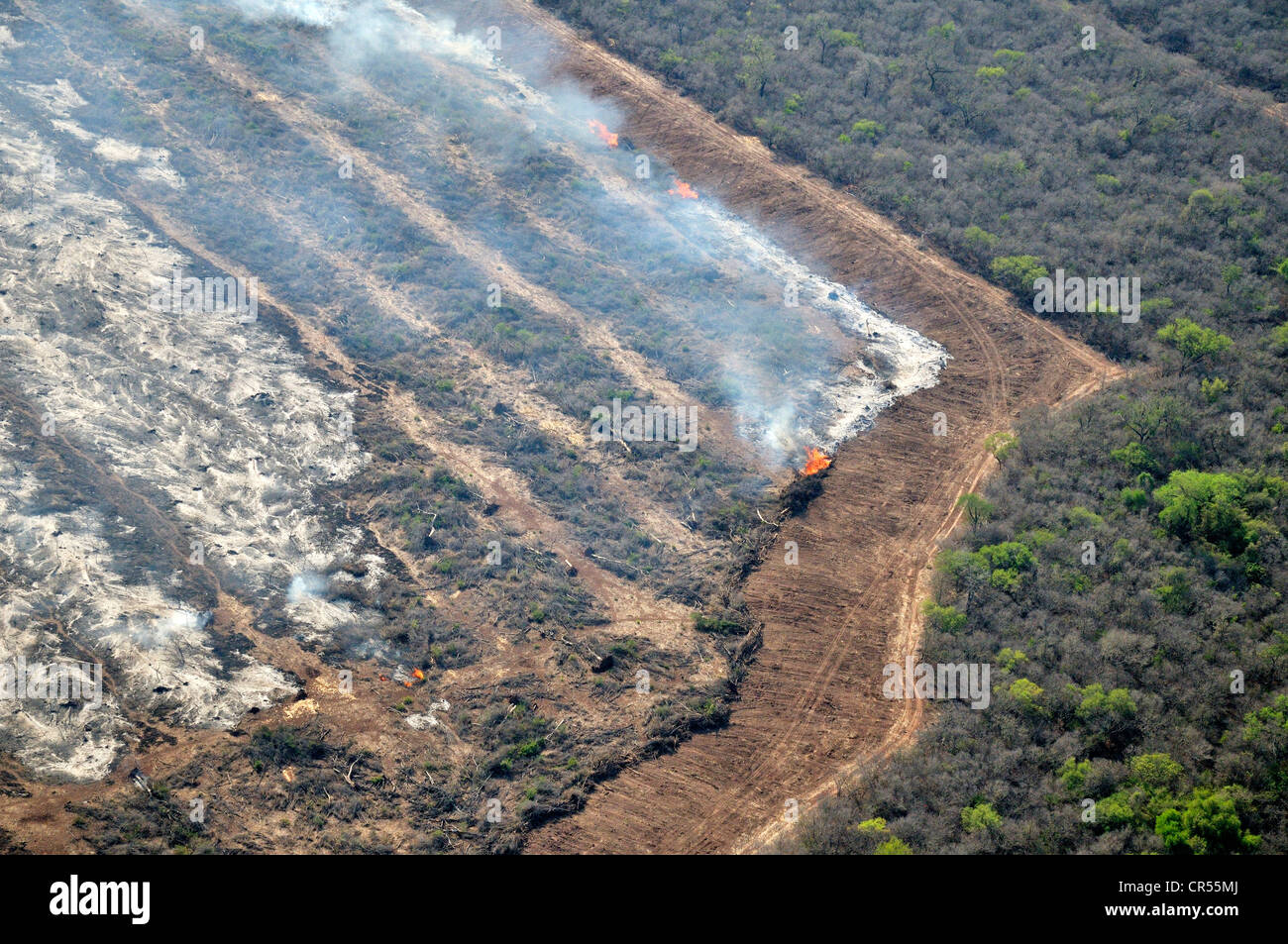 Aerial view, illegal fire clearing, trunks, branches and twigs of a ...