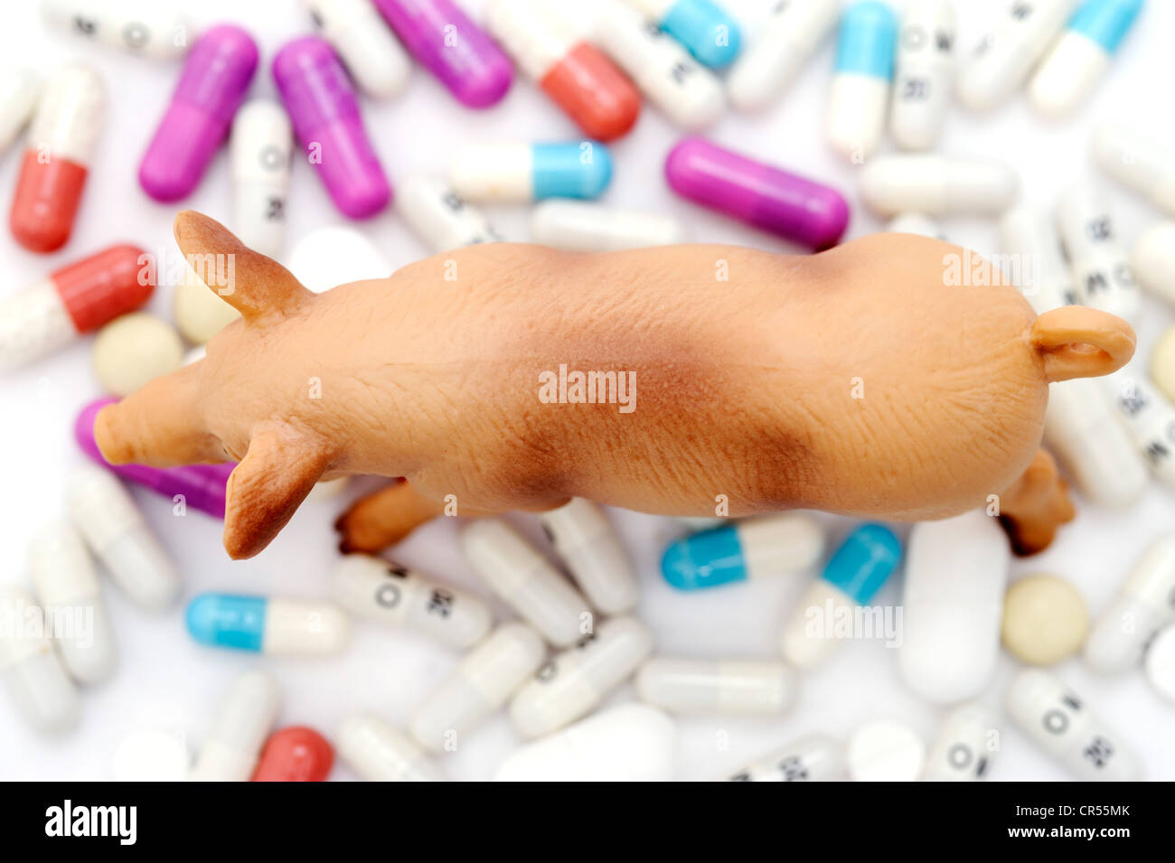 Miniature pig on tablets hi-res stock photography and images - Alamy