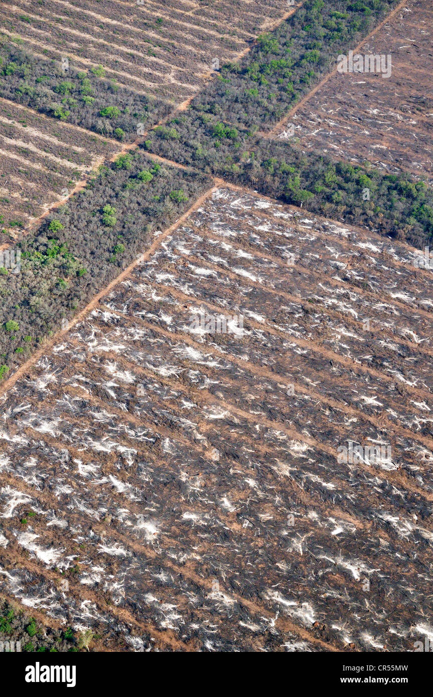 Forest clearing fire hi-res stock photography and images - Alamy