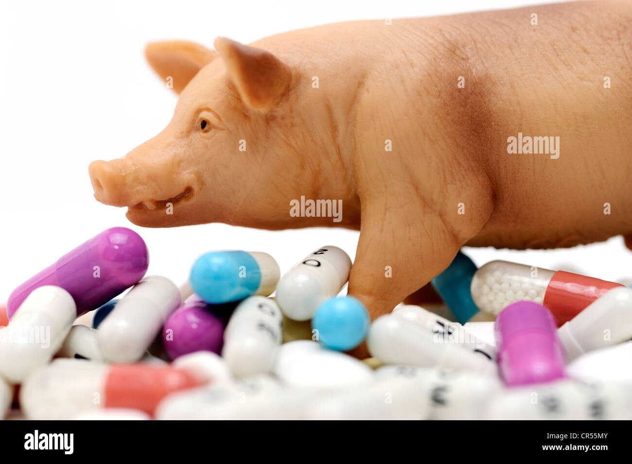 Miniature pig on tablets, symbolic image for contaminated pork Stock ...